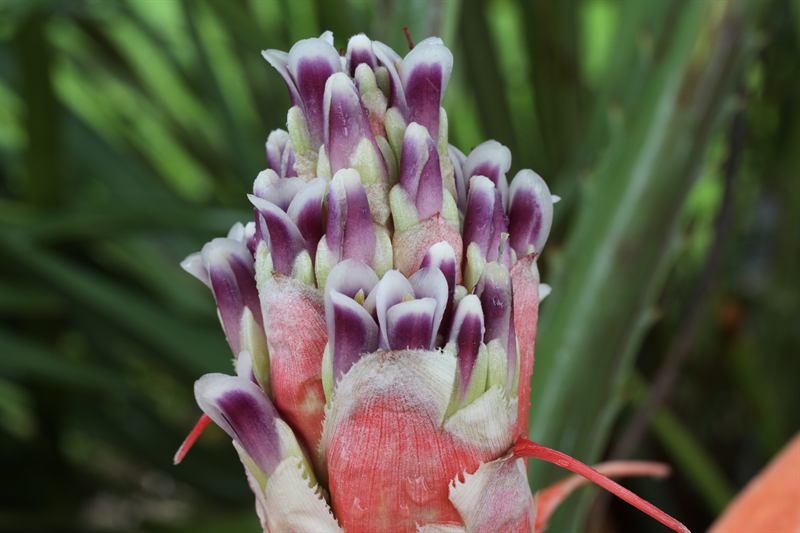 Bromelia sylvicola