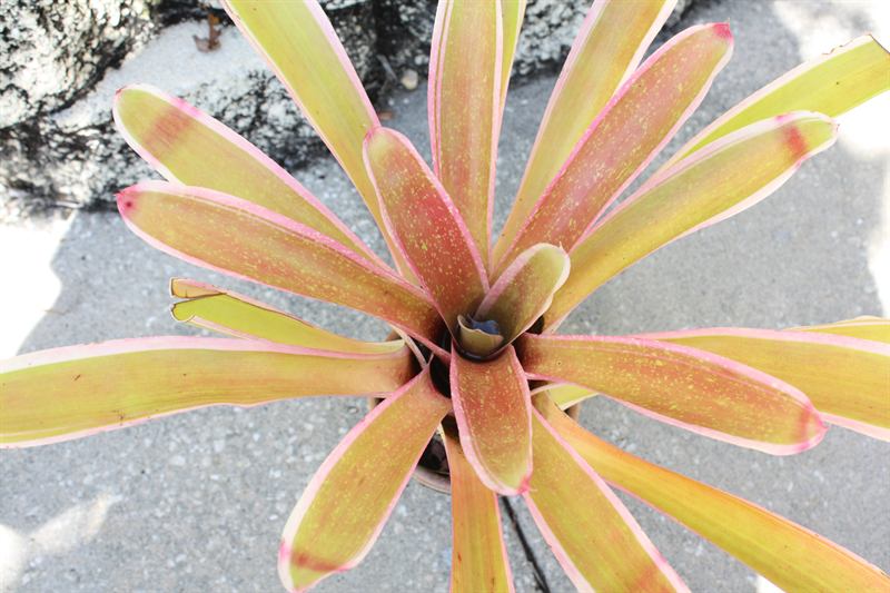 Neoregelia 'Sheba'